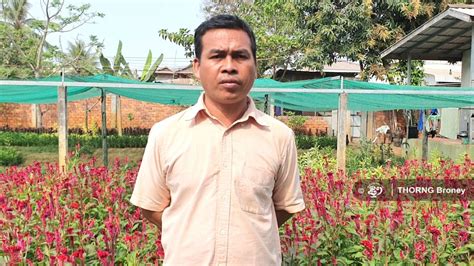 លោក ប៉ោង ថូ ដាំផ្កាជាច្រើនប្រភេទសម្រាប់លក់ នាថ្ងៃចូលឆ្នាំចិន