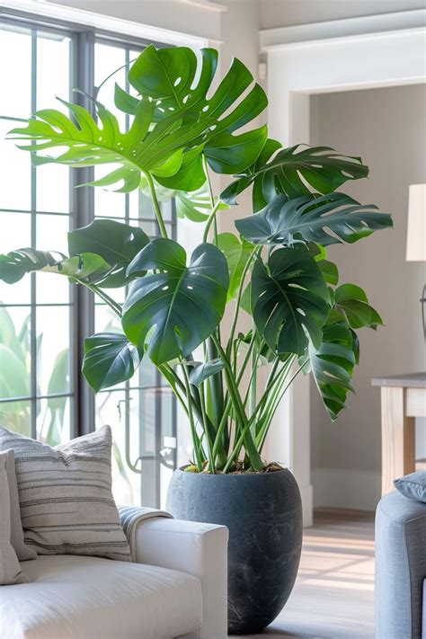 Monstera Deliciosa Best Indoor Plants Indoor Plants Styling Living Room Plants