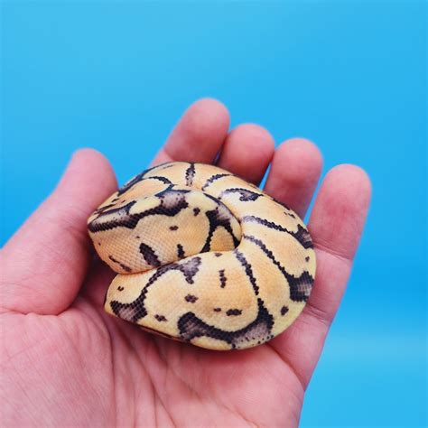 Female Super Pastel Het Puzzle Possible Het Clown Ball Python Geeky Gecko Creations