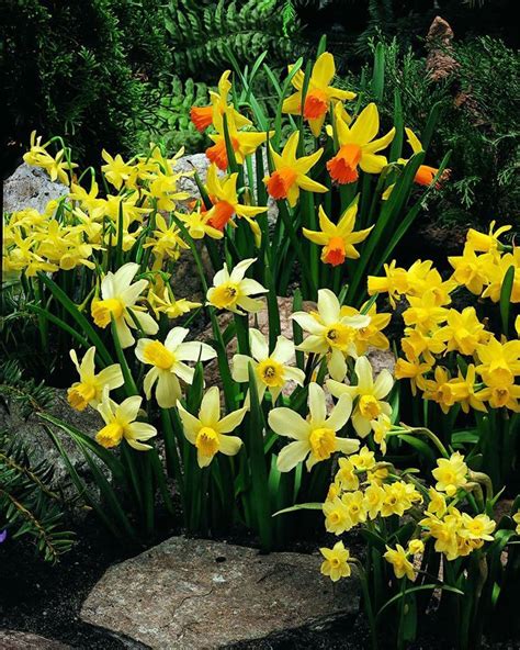 Spring Flowering Bulb Mixed Pack 320 Bulbs 8 Varieties Spring Long