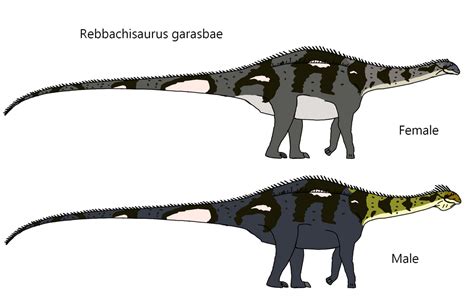 Rebbachisaurus Garasbae By Draco300 On Deviantart