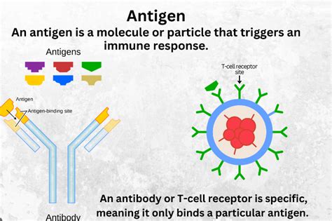 Difference Between Antigen And Pathogen