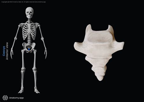 Coccyx Encyclopedia Anatomy App Learn Anatomy 3d Models Articles And Quizzes