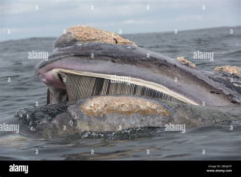 Southern Right Whale Eubalaena Australis Feeding On The Surface With Barnacles On Top Of Head