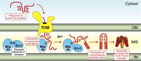 Chaperoning Through The Mitochondrial Intermembrane Space Molecular Cell