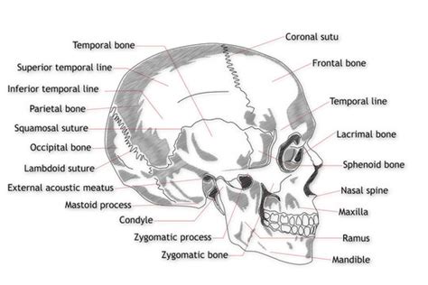 Mandibular Fossa Temporal Bone