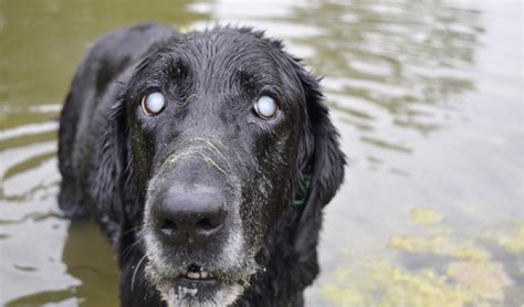 Dog Corneal Dystrophy
