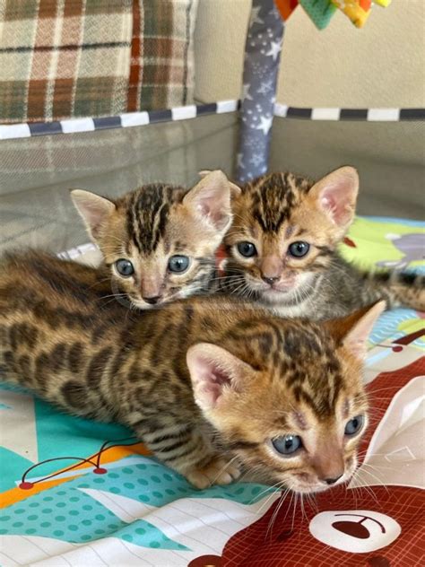 ბენგალური კატა მეორადი და ახალი ნივთების ყიდვა გაყიდვის პლატფორმა Mymarket