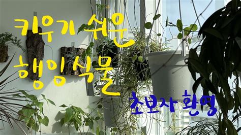 베란다 플랜테리어는 행잉식물이 최고라고 이 연사 큰 소리로 외칩니다 Youtube