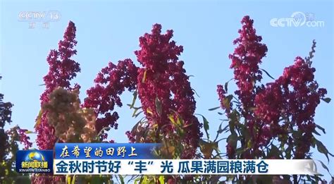 【在希望的田野上】金秋时节好“丰”光 瓜果满园粮满仓新闻频道央视网