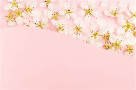 부드러운 꽃 핑크 추상 배경과 봄 부드러운 흰색 사과 나무 꽃 광고 디자인 인사말 카드 복사 공간을위한 파스텔 핑크에 텍스트 모형을위한 빈 기하학적 흔들림 평면 가벼운에