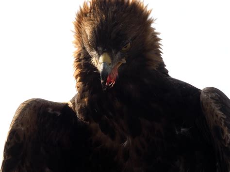 126 Best Bearded Vulture Images On Pholder Natureismetal Nature Is