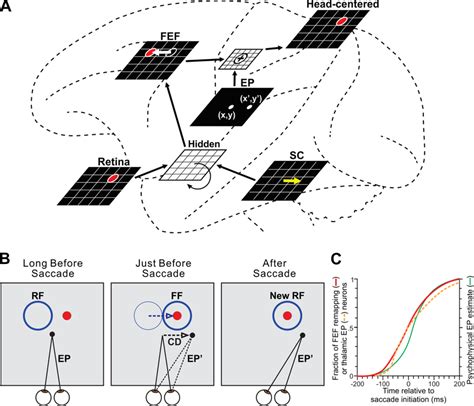 Circuit Based Computational Model A The Neural Network Of Rao Et Al