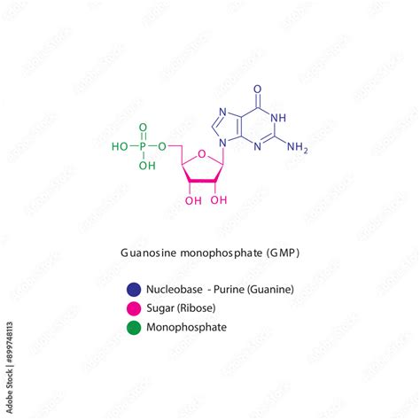 Guanosine Monophosphate Gmp Skeletal Structure Schematic Illustration