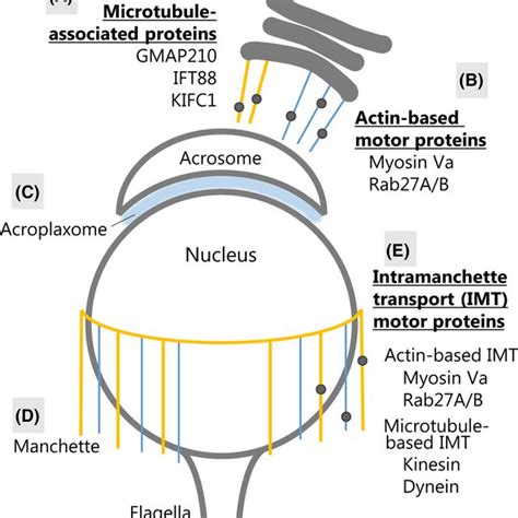 Protein Expression Profiling Of Human Cpα3 And Cpβ3 During Human