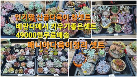 인기짱 산골다육이창셋트 베란다에서키우기 좋은매니아님다육이정리셋트 창셋트 매니아다육이셋트 펄본베르크금 Youtube