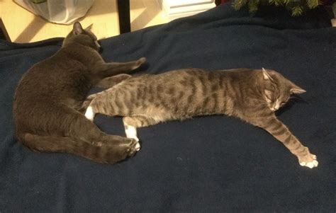 Nova And Nala 4m Homeworx