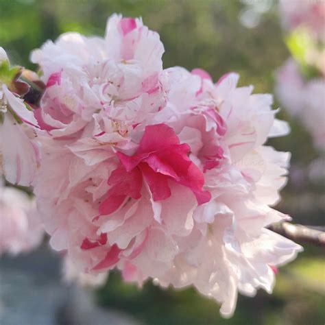 Two Color Peach Blossom Photos