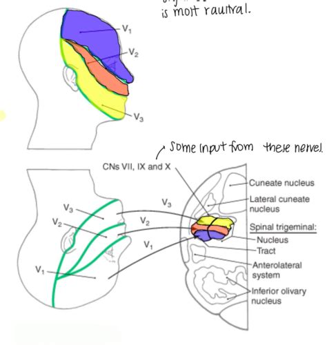 Trigeminal Sensory Pathways Flashcards Quizlet