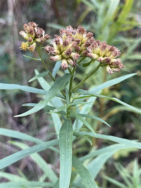 Euthamia Graminifolia Prairie Restorations Inc