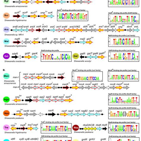 Genomic Context And Regulons Of Genes Involved In Sugar Utilization In Download Scientific