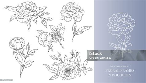 모란 꽃 라인 아트입니다 꽃 프레임과 꽃다발 라인 아트 미세한 선 모란 프레임 손 그린 그림 손으로 윤곽선 잎과 꽃을 그립니다 식물 색칠 공부 페이지 Outline 모란