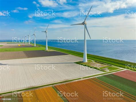 위에서 본 배경에 풍력 터빈이있는 들판에서 자라는 튤립 풍력발전기에 대한 스톡 사진 및 기타 이미지 풍력발전기 공중 뷰 들 Istock