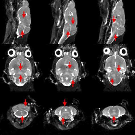 MR Imaging In A Mouse Model Of A Brain Tumor Showing A Different Download Scientific Diagram