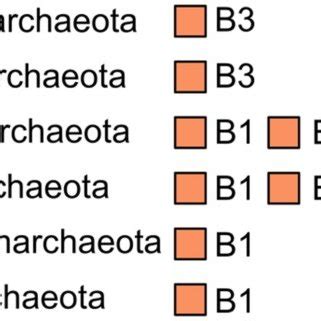 DNA Polymerases In Archaea The Evolutionary Relationships Of Six Phyla Download Scientific