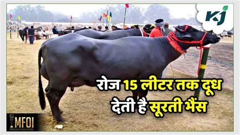 Surti Buffalo डेयरी बिजनेस को चार चांद लगा देगी इस नस्ल की भैंस