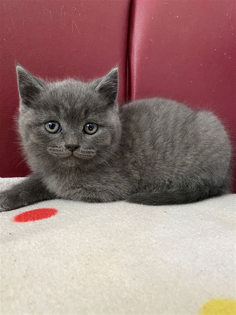 Шотландська прямовуха короткошерста дівчинка 2 000 грн Коти Кременець на Olx