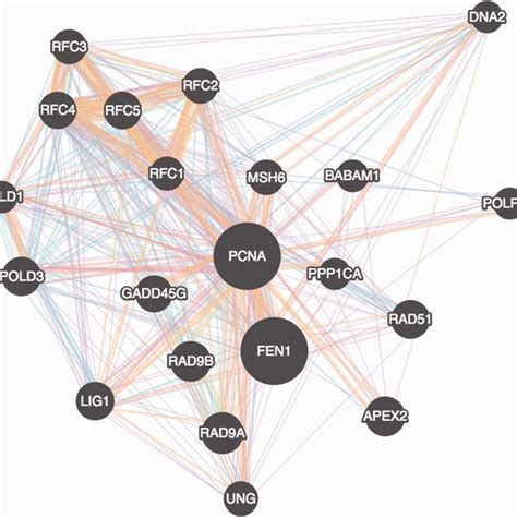Pdf Cytoscape Js A Graph Theory Library For Visualisation And Analysis