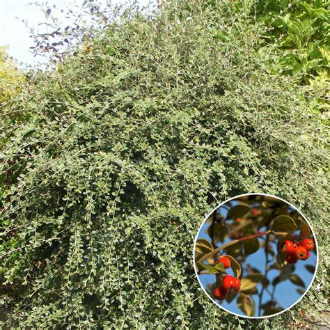 Cotoneaster Franchetii Horticulture Dumont