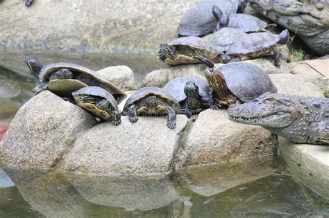 South American River Turtle Podocnemis Expansa And A Broad Snouted