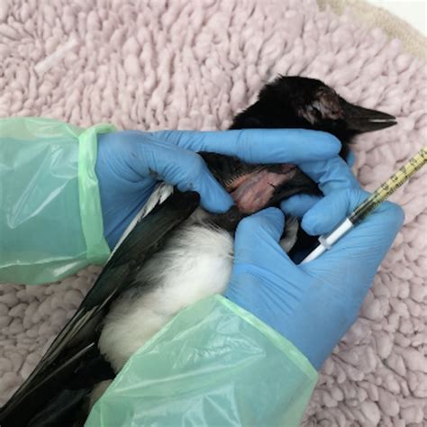 Avian Euthanasia Welfare Considerations And Clinical Techniques Lafebervet