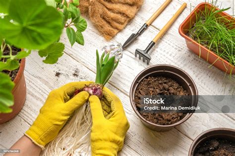 관엽 식물을 화분에 심는 여성 손 정원사의 평면도는 보라색 히아신스의 새싹을 들고 있습니다 원예 도구 식물과 흰색 나무 테이블에 토양 집에서 화분 관리 도시 정글 돌보기