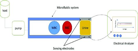 Proposed Single Cell Detection And Identification Download Scientific Diagram