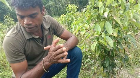 කුරුදු පැල සිට විමෙන් පසු නිසි වේලාවට ඉඩම නඩත්තු කරන්න Youtube