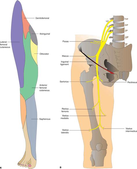 Lumbar Plexus Block Anesthesia Key