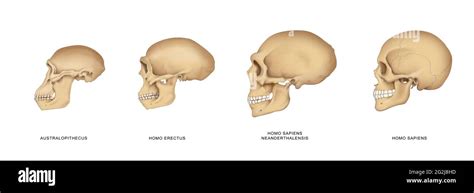 Evolution Of Human Skull