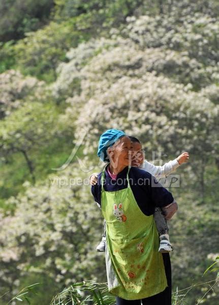 贵州望谟：春暖油桐花竞相绽放 人民图片网