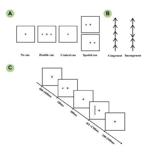 The Schematic Of The Lateralized Attention Network Test Lant A