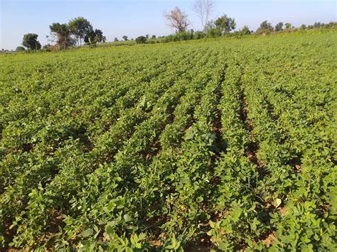 ကျွန်းလှမြို့နယ်တွင် မိုးမြေပဲစိုက်ခင်းများ ဖြစ်ထွန်း Myanmar Digital News