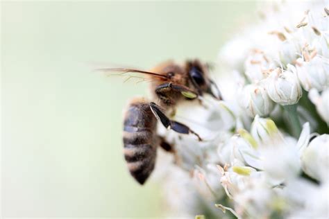 Images Gratuites La Nature Blanc La Photographie Fleur Pétale Pollen Pollinisation