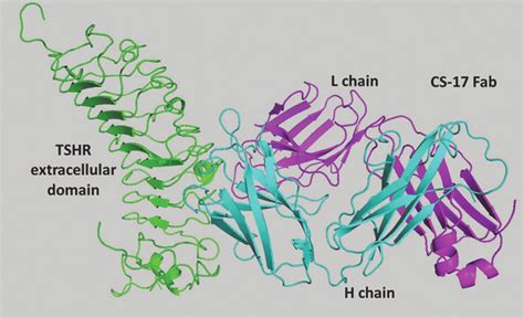 Molecular Structure Of The Cs 17 Fab In Complex With The Thyrotropin