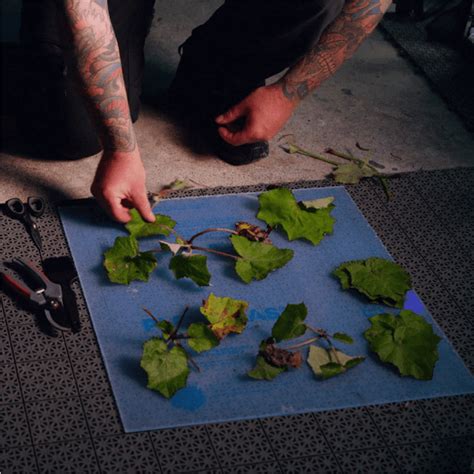 Example Of Full Plant Breakdown Tutorial