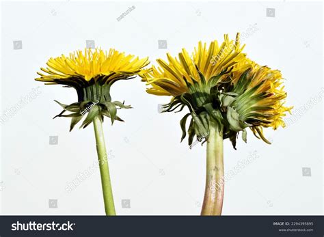 Genetic Mutations In Plants Genetic Mutations In Plants
