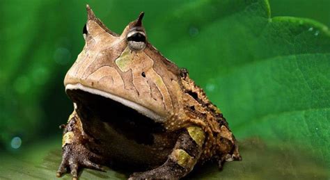 Frog Facts Pictures Habitat And Types