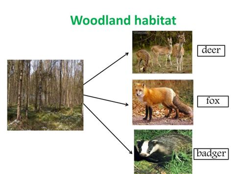 Habitats Pptx