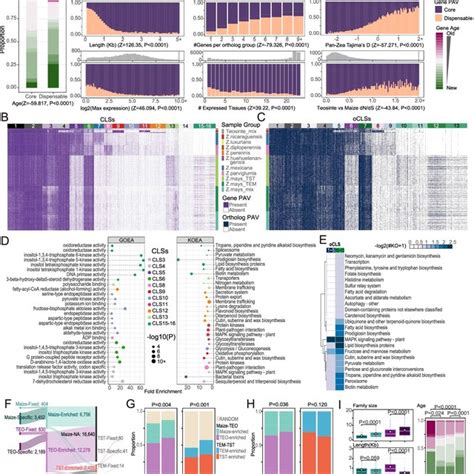 The Features Of The Gene And Orthologous Group Pavs A Distributions Of
